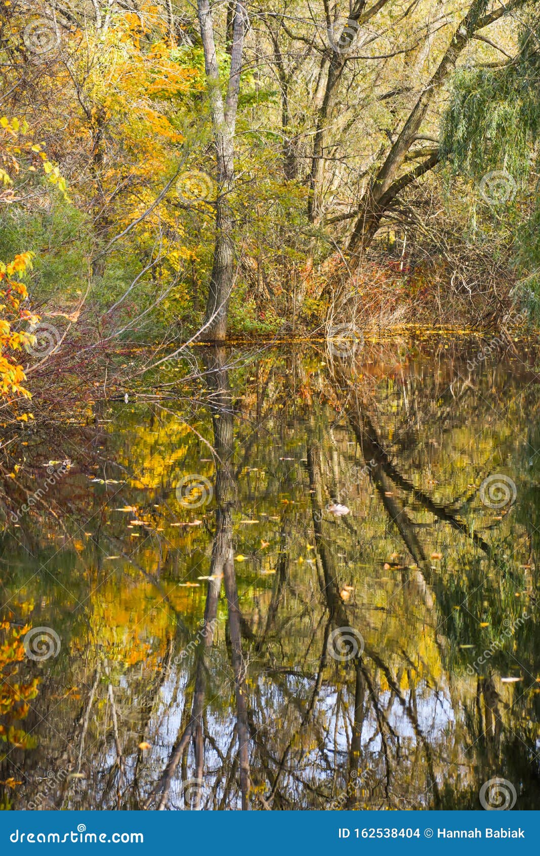 Fall Tree Reflections in Red River Stock Photo - Image of leaves, trees ...