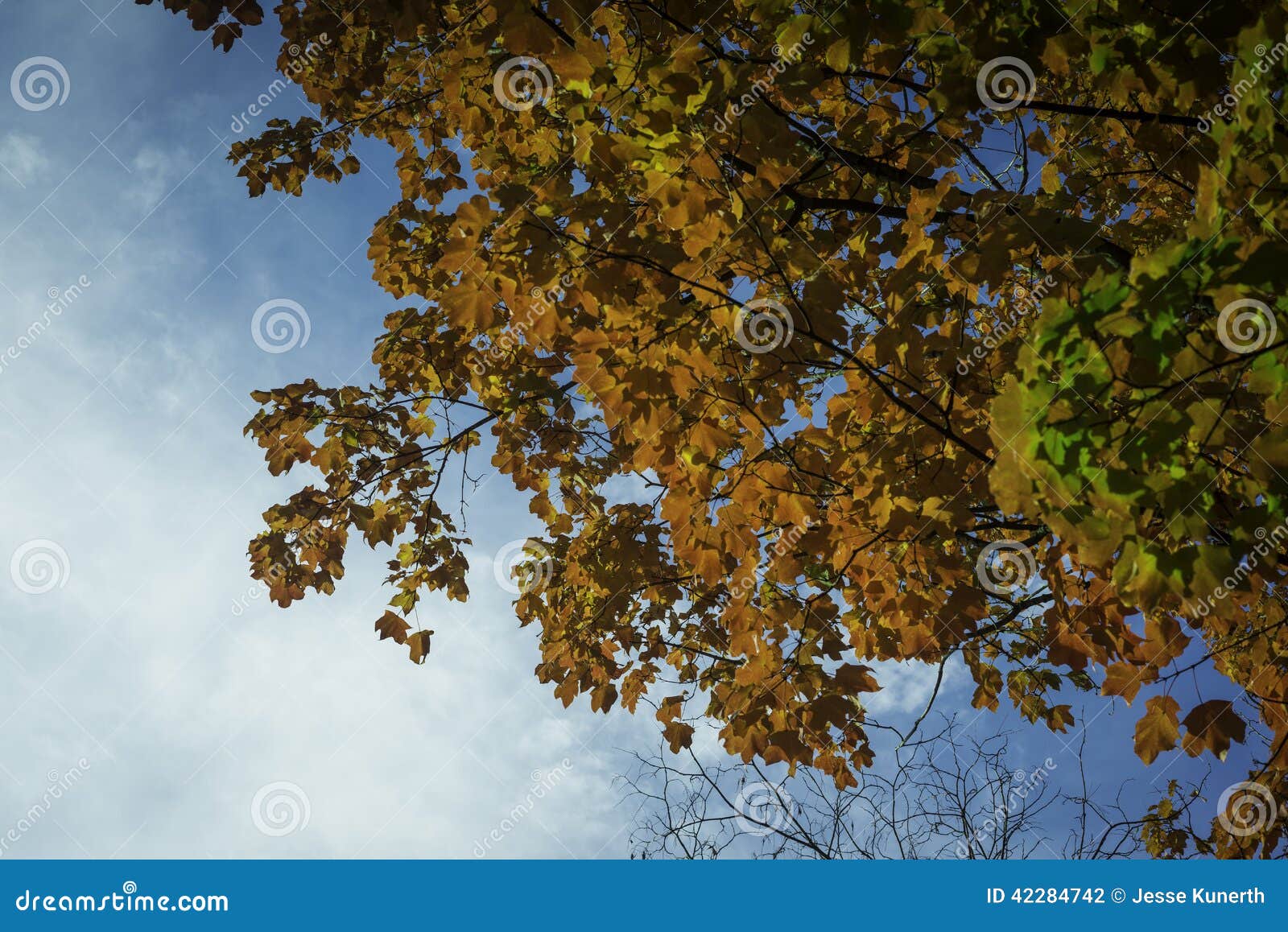 Fall Trees with Blue Sky stock photo. Image of autumn - 42284742