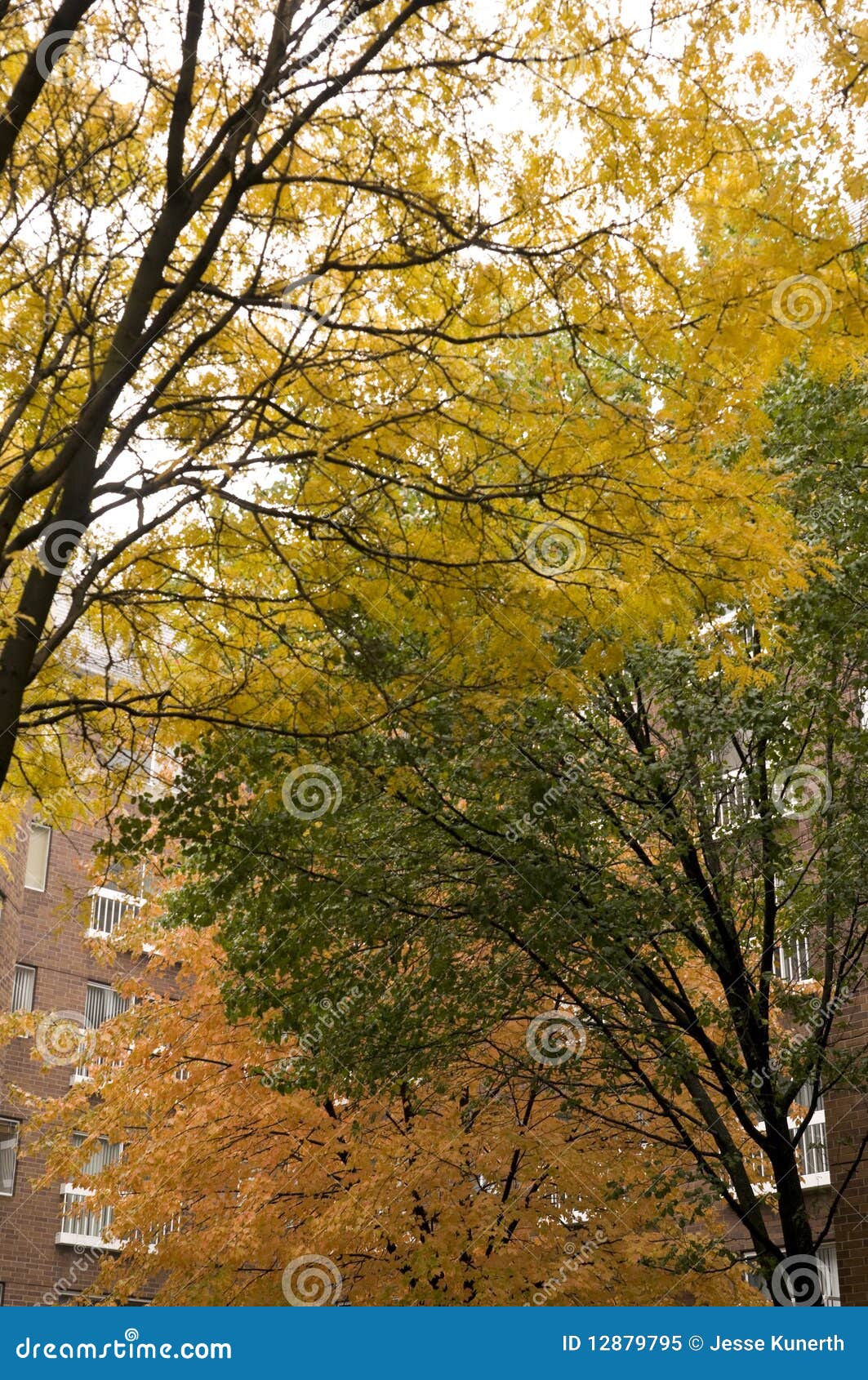 Fall Trees in Boston stock image. Image of autumn, orange - 12879795