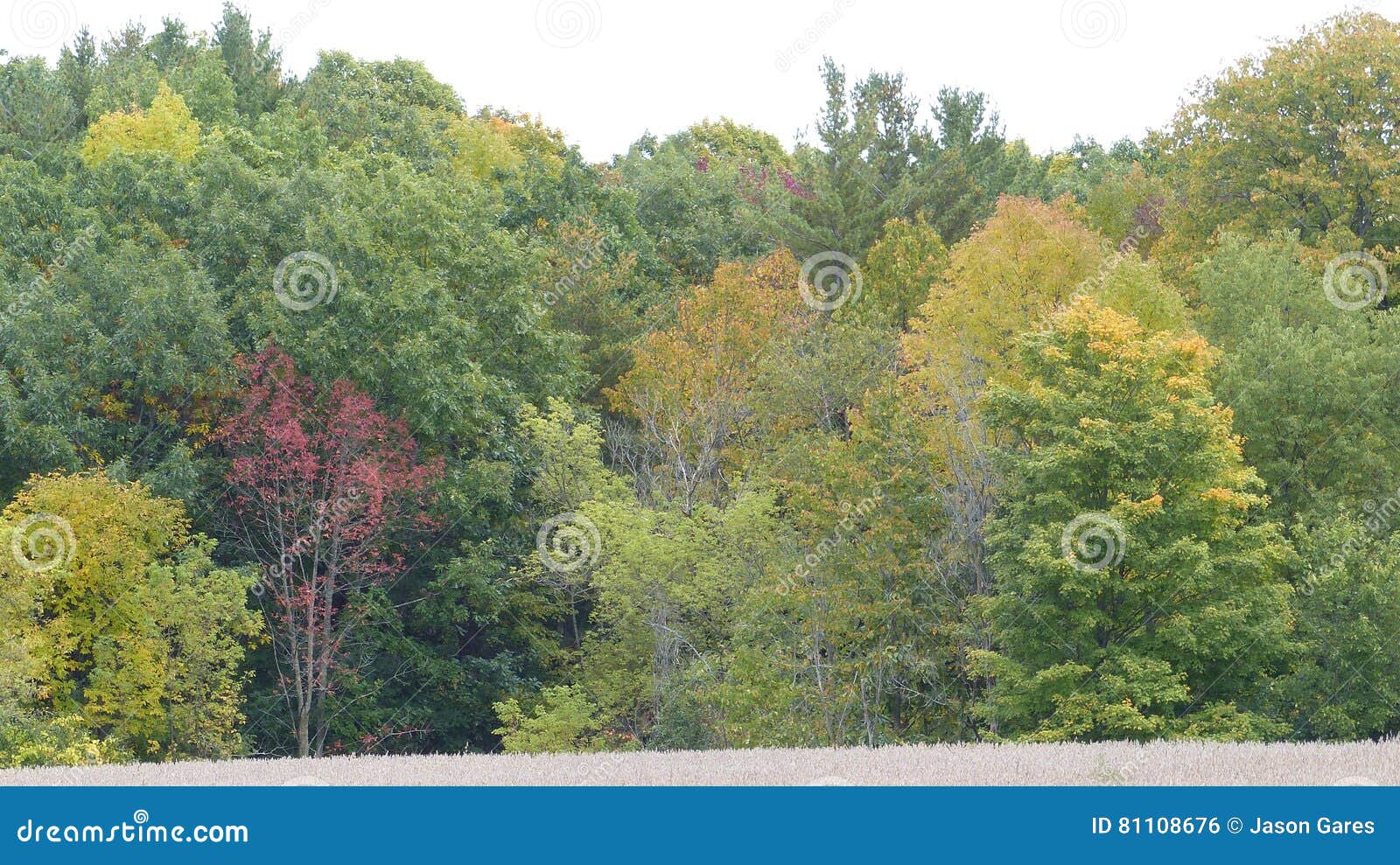 Fall Trees in the Breeze stock photo. Image of lush, sunny - 81108676