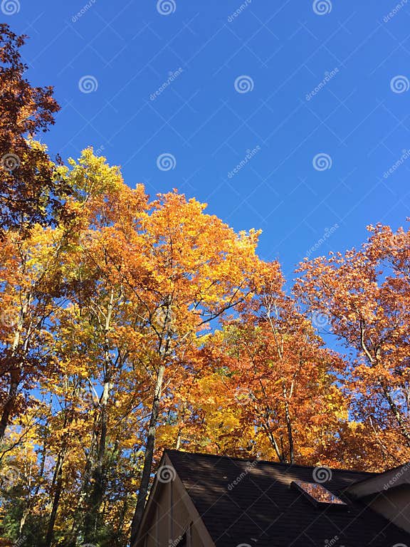 Fall trees stock image. Image of trees, fall, clear, blue - 83232585
