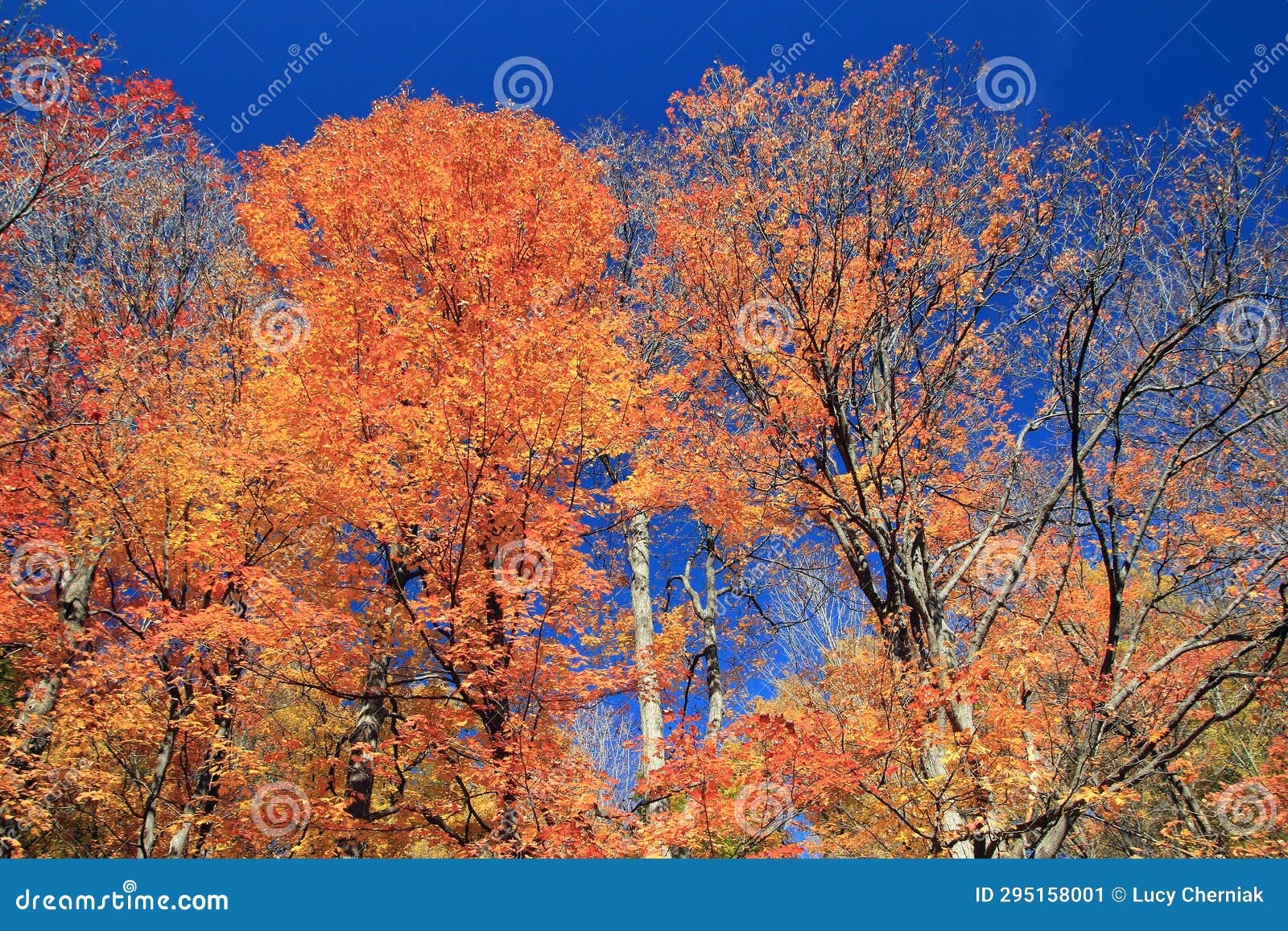 Fall Trees stock image. Image of trees, nature, landscape - 295158001
