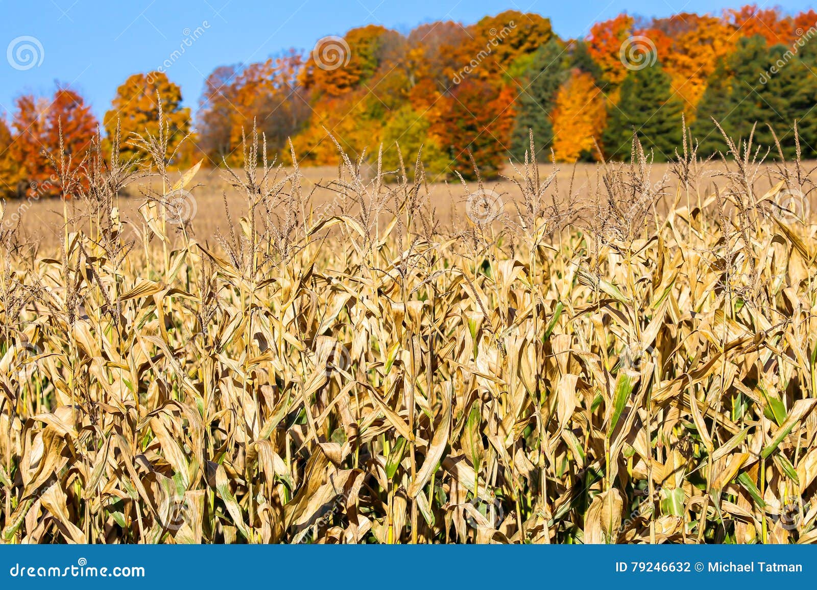 Fall Trees and Corn stock photo. Image of land, beautiful - 79246632