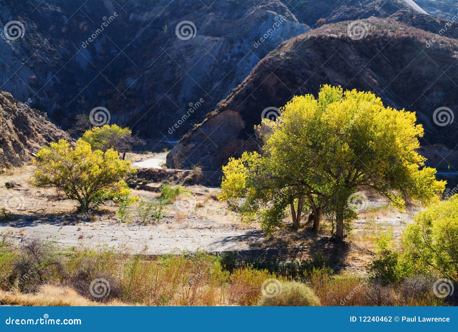 Fall Trees by Dirt Road in Mountains Stock Photo - Image of canyons ...