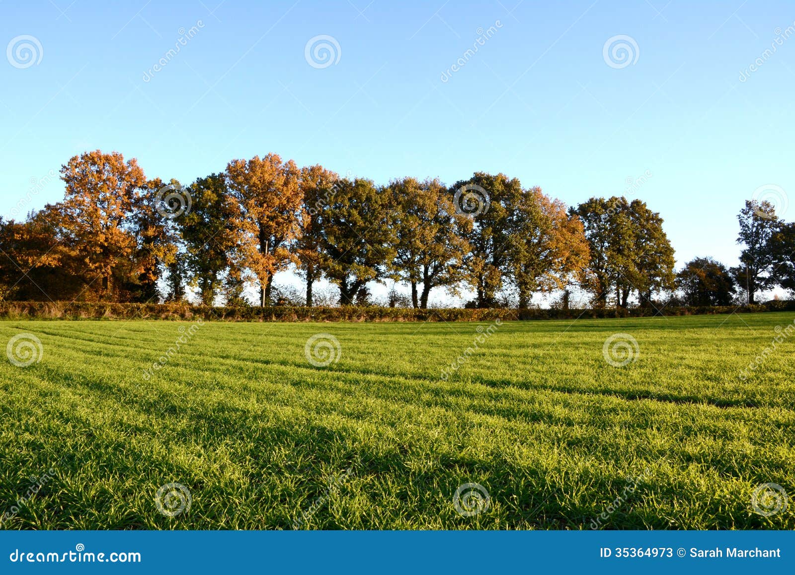 Fall Trees Edge a Farm Field Stock Image - Image of outside, kent: 35364973