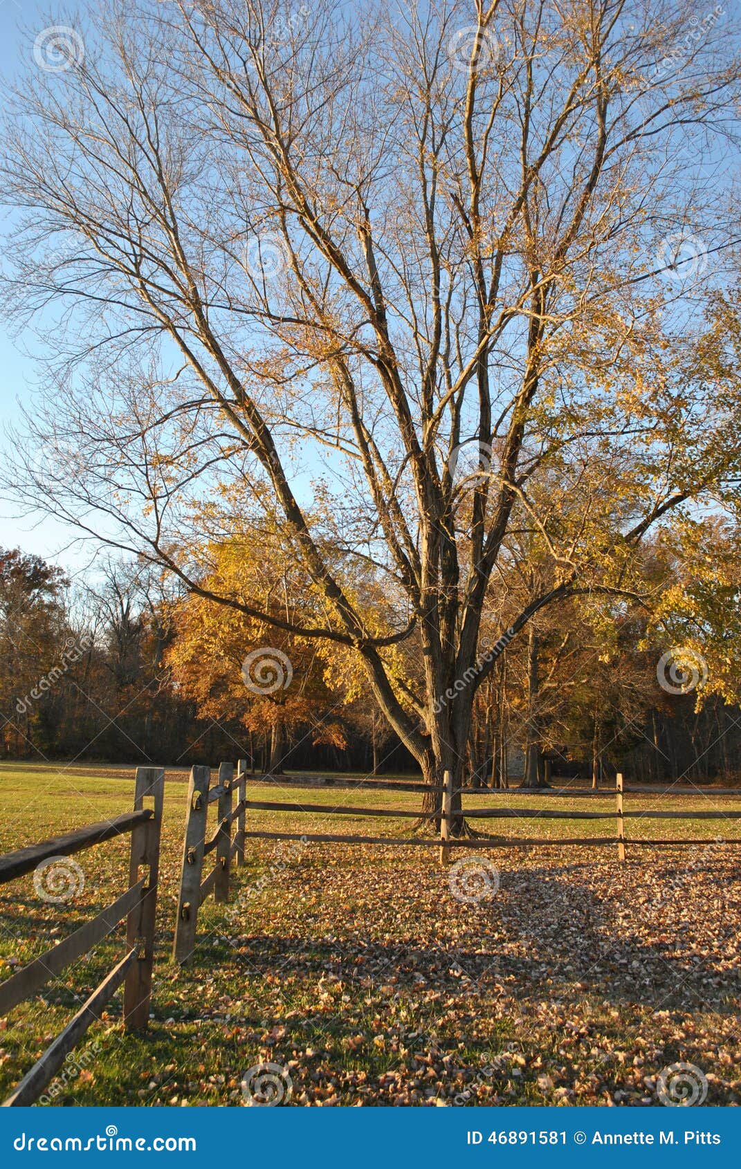 Fall trees and fence stock image. Image of shadows, orange - 46891581
