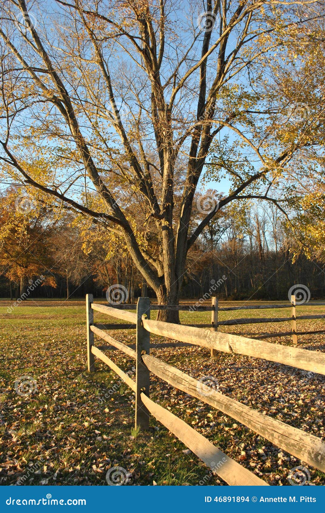 Fall trees and fence stock photo. Image of orange, plant - 46891894