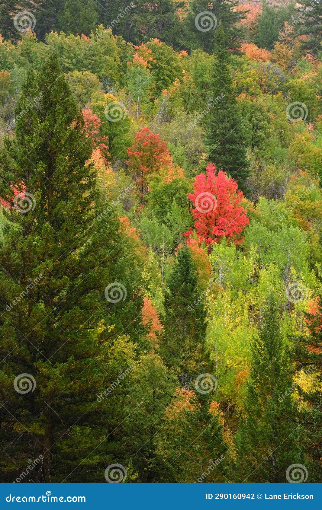 Fall Trees in Field with Mountains in Background Stock Photo - Image of ...