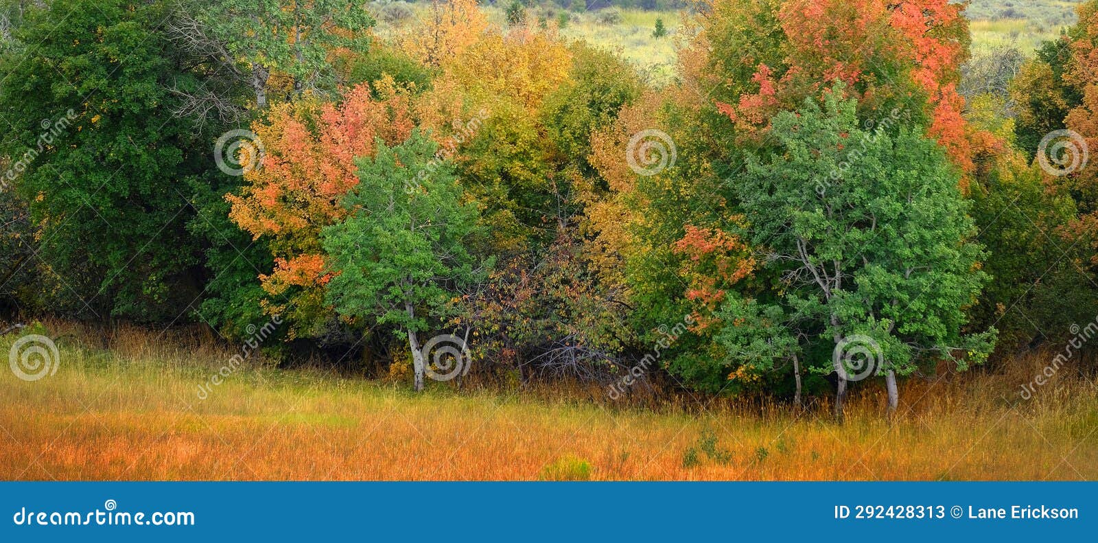Fall Trees in Field with Mountains in Background Stock Image - Image of ...