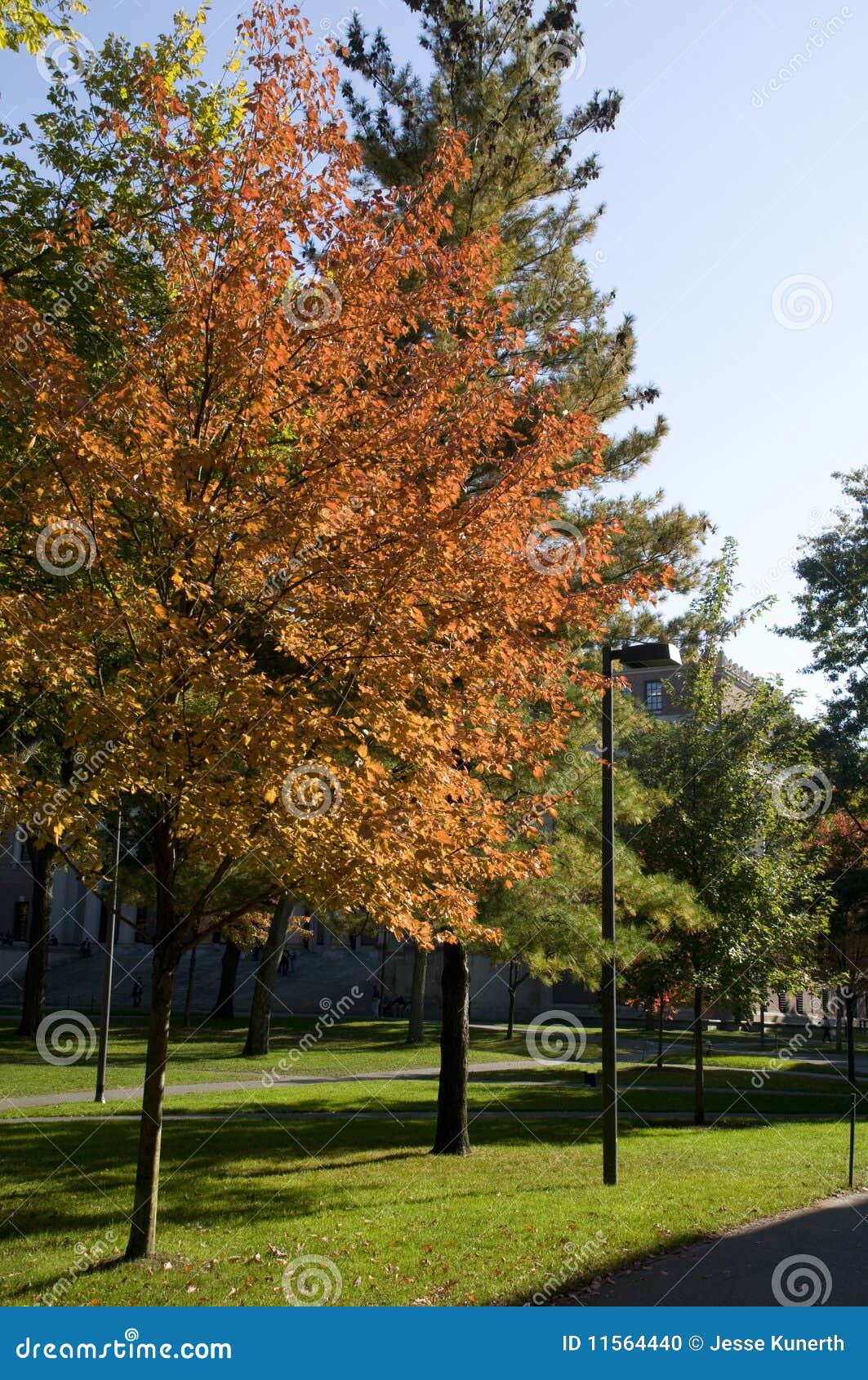 Fall Trees at Harvard stock photo. Image of harvard, architecture ...