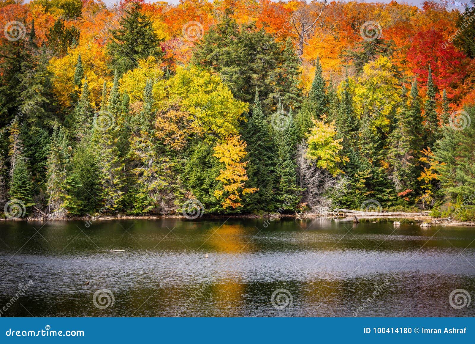 Fall trees with lake stock photo. Image of larch, color - 100414180