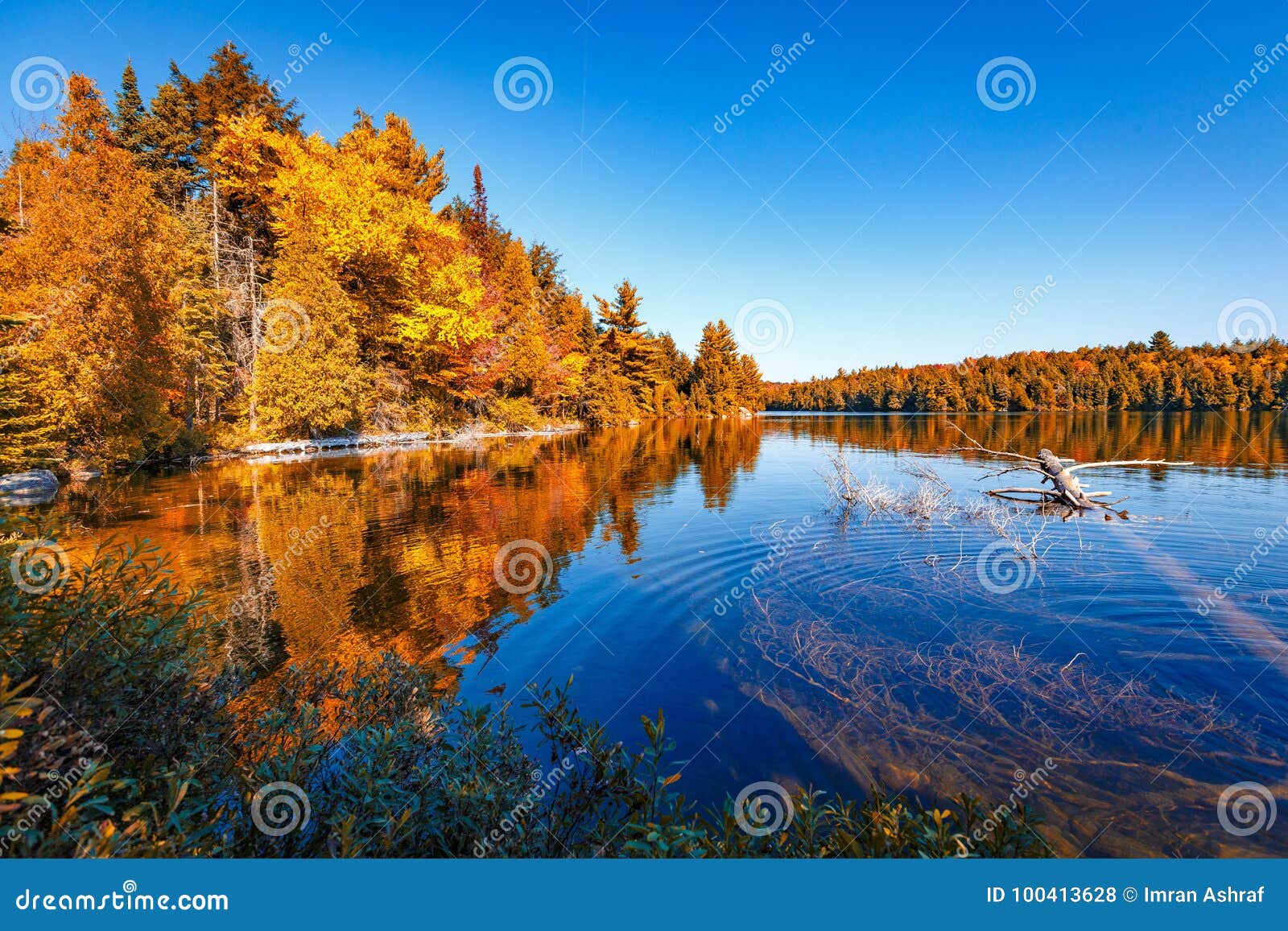 Fall trees with lake stock photo. Image of fall, leaves - 100413628