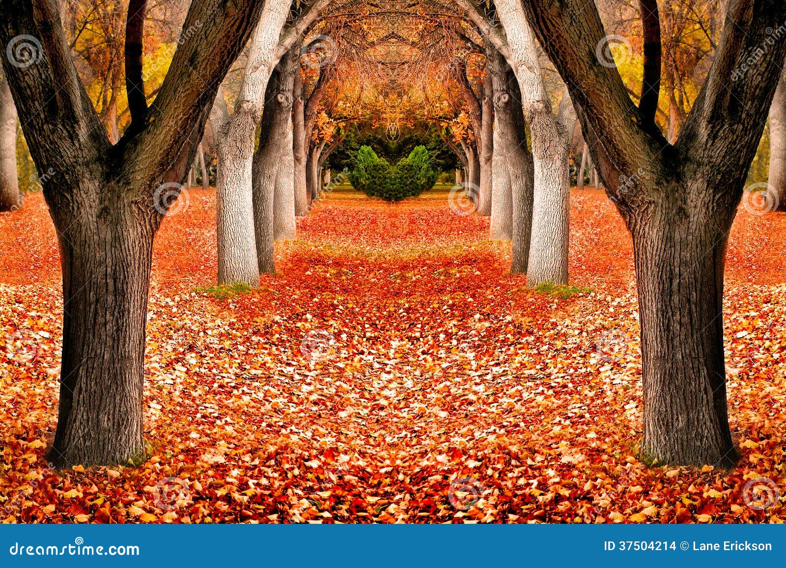 Fall Trees Landscape stock photo. Image of background - 37504214