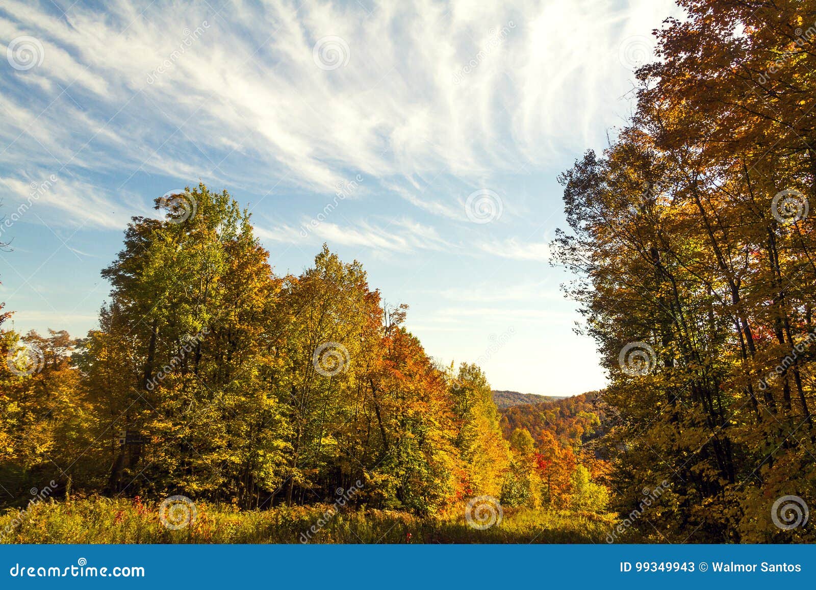 Forest during fall 2 stock image. Image of leaves, quebec - 99349943