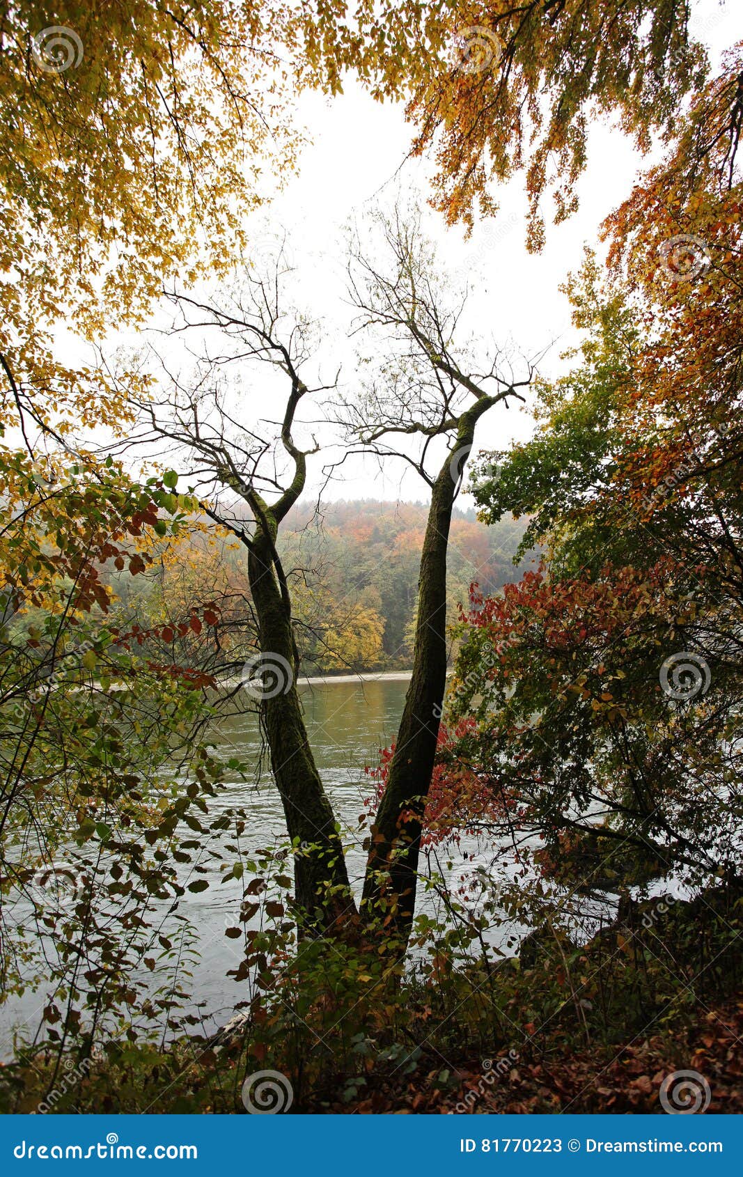 Fall trees over the river stock image. Image of bank - 81770223
