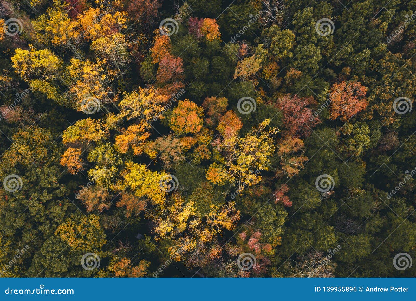 Fall Trees from overhead stock photo. Image of fall - 139955896