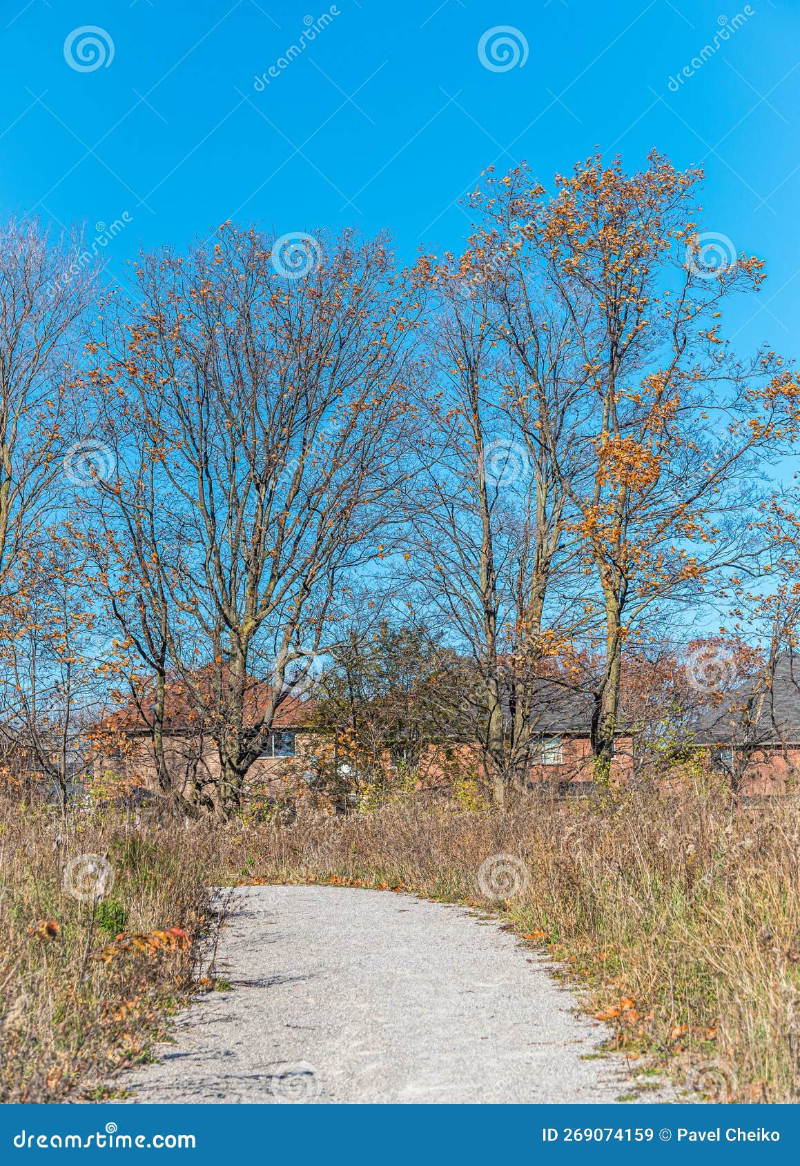 Fall trees in park stock image. Image of outdoors, nature - 269074159
