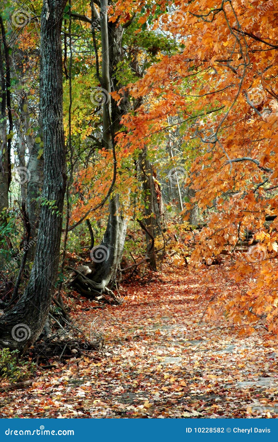 Fall Trees and Path stock photo. Image of green, ground - 10228582