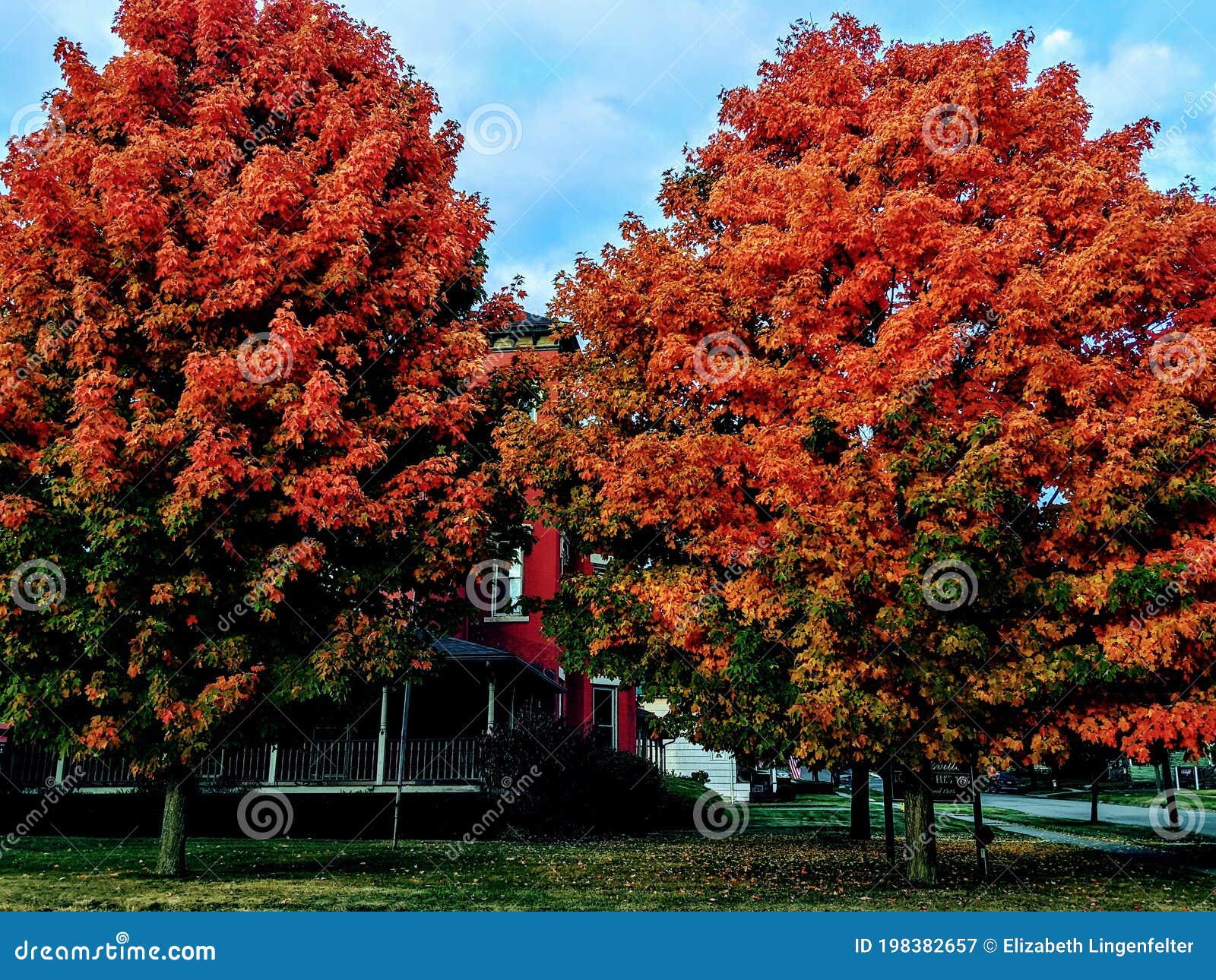Fall trees, pretty leaves stock image. Image of maple - 198382657