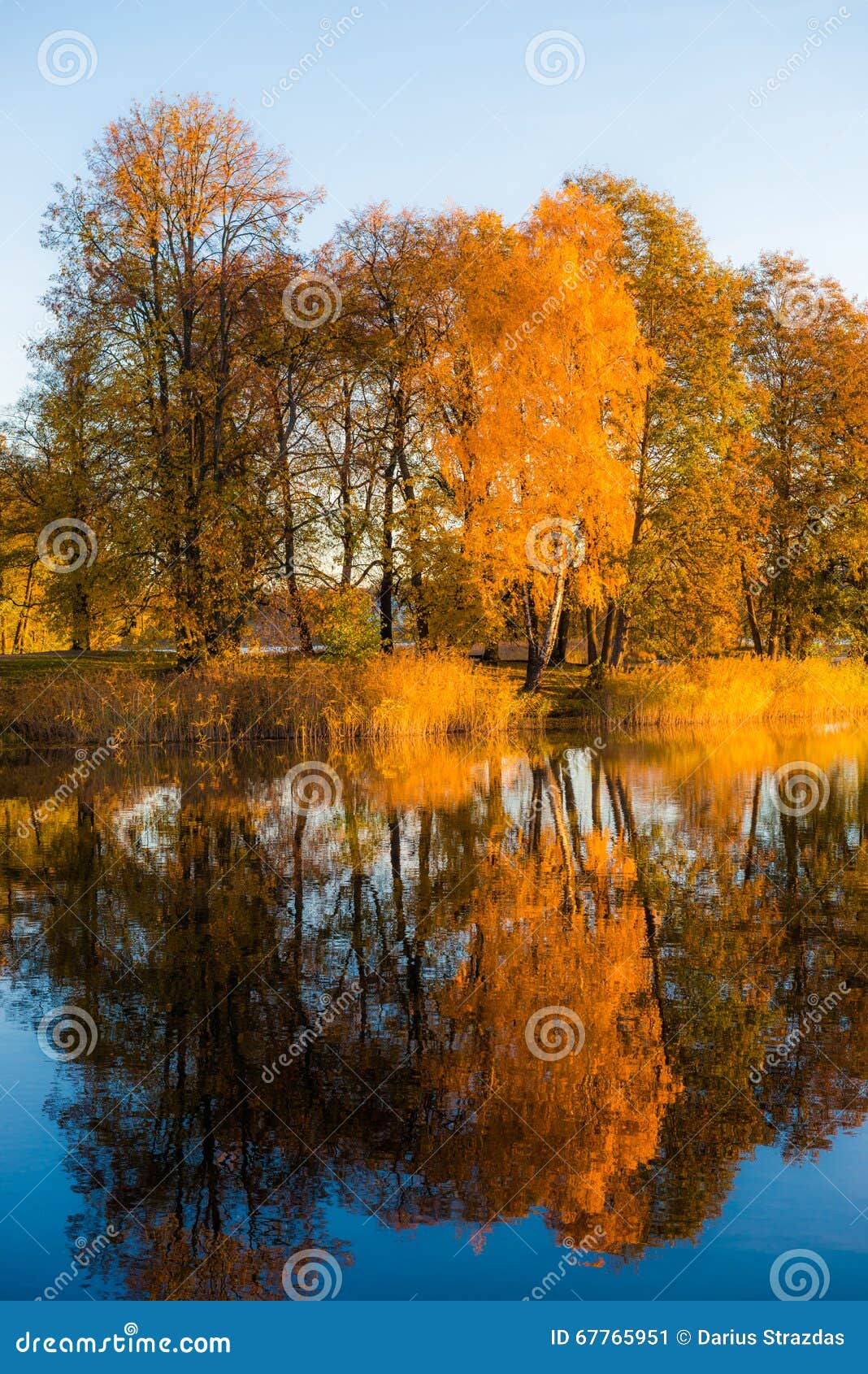 Fall Trees Reflection in Water Stock Image - Image of golden, pond ...