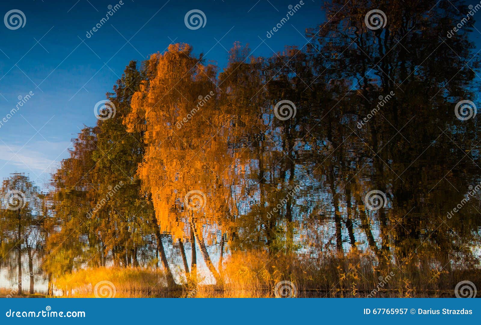 Fall Trees Reflection in Water Stock Image - Image of landscape ...