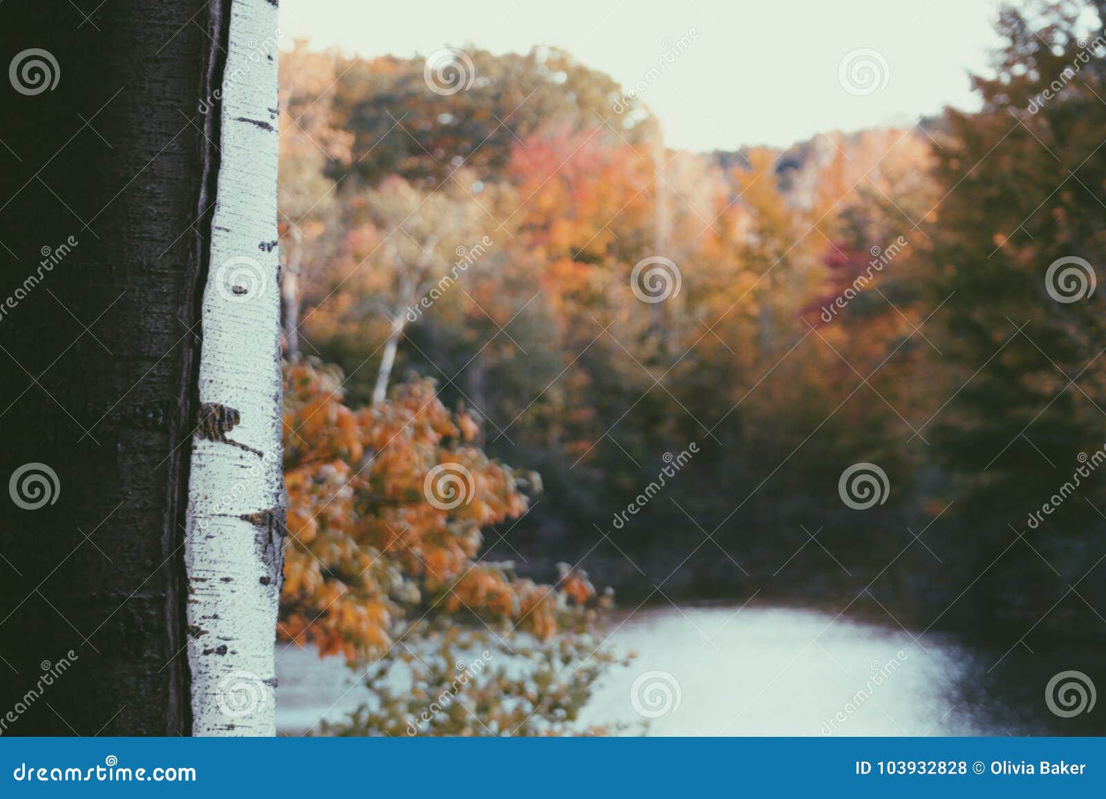 Grand ledge view stock photo. Image of trees, view, ledge - 103932828