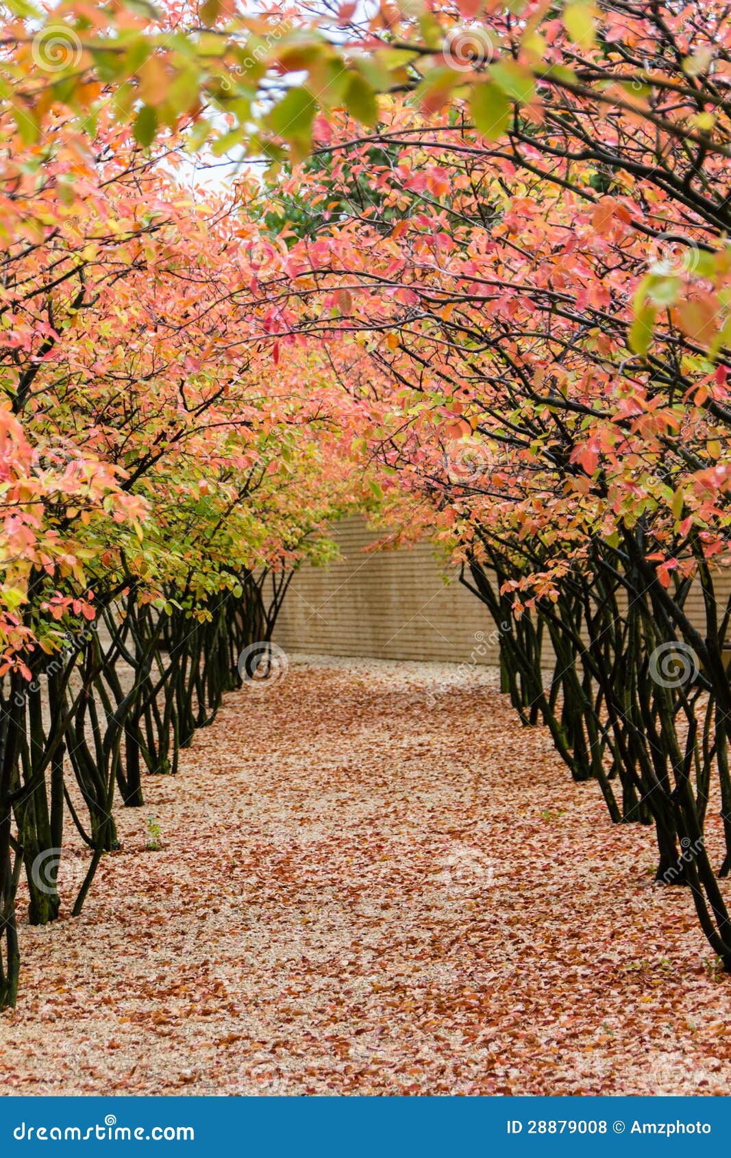 Fall Trees in a Row stock photo. Image of autumn, empty - 28879008