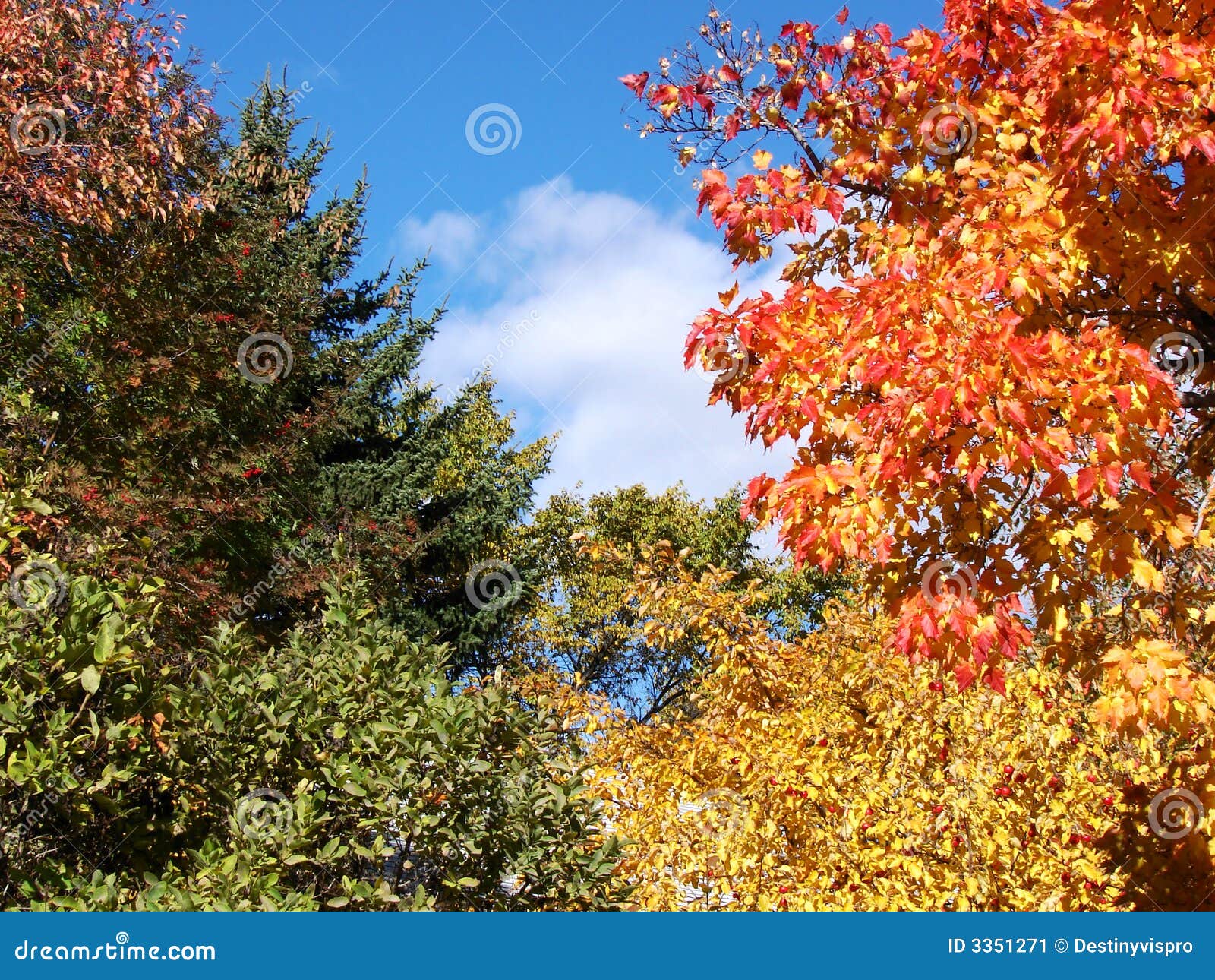 Fall Trees and Sky stock image. Image of maple, color - 3351271