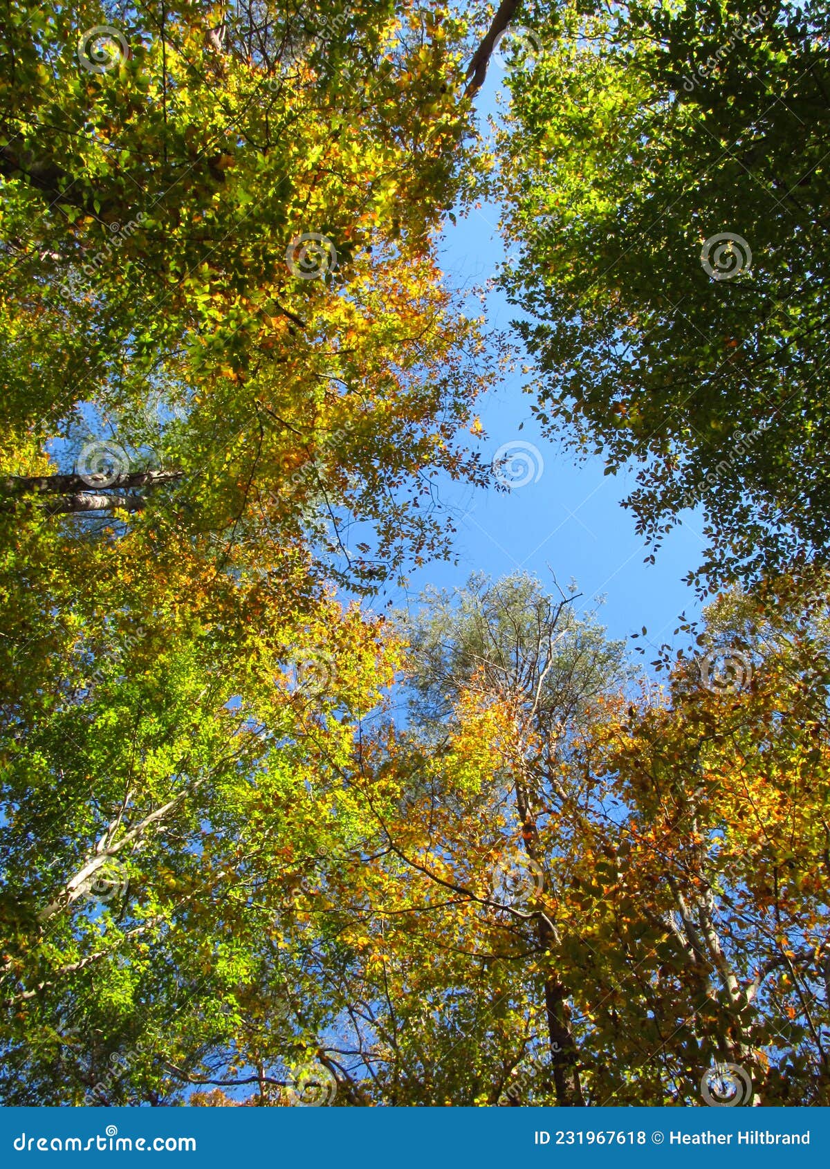 Fall Trees at the Start of Fall2 Stock Photo - Image of fall, greenway ...