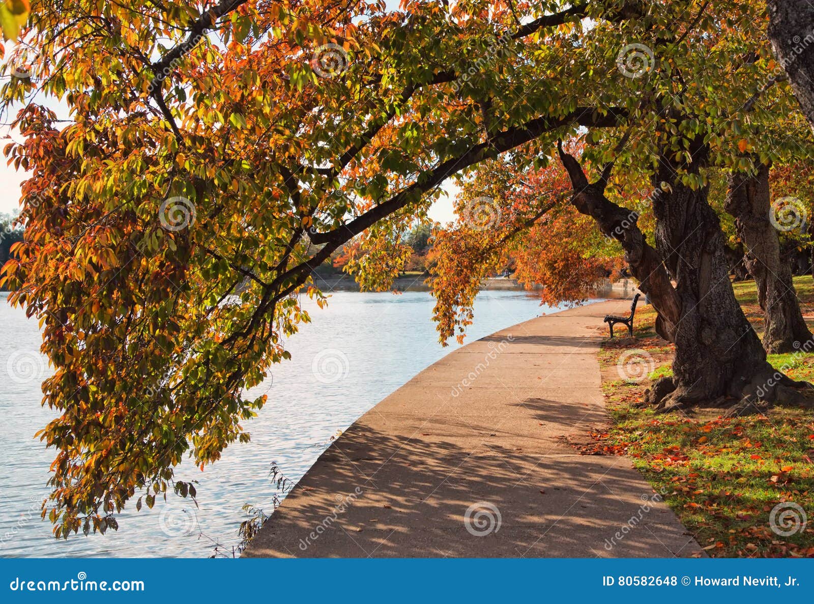 Fall trees at tidal basin stock photo. Image of colorful - 80582648