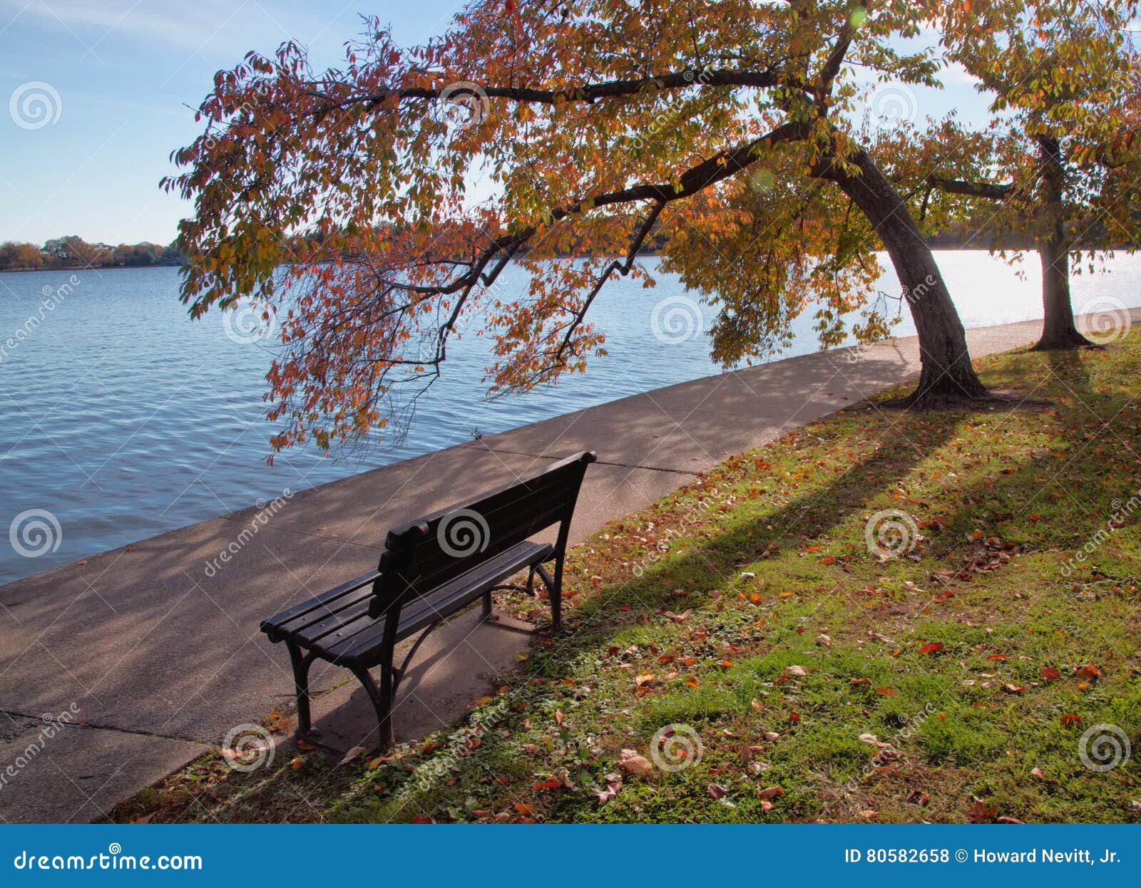 Fall trees at tidal basin stock photo. Image of colorful - 80582658