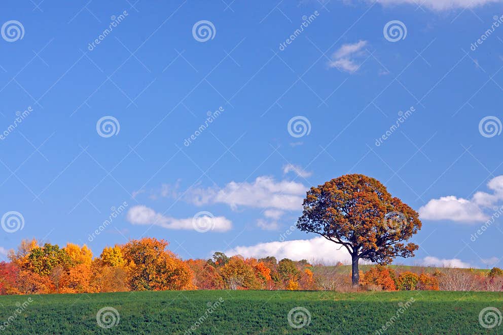 Autumn Trees Upstate Rural New York Stock Image - Image of white, green ...