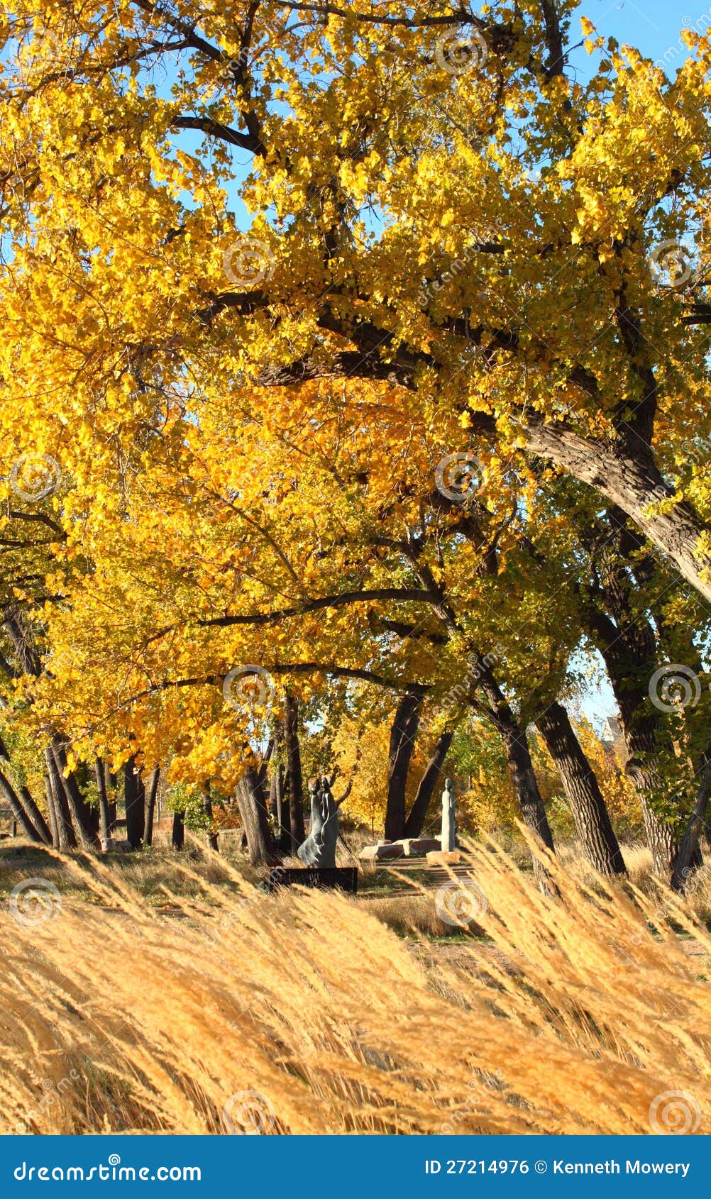 Fall Trees on Windy Day stock photo. Image of autumn - 27214976