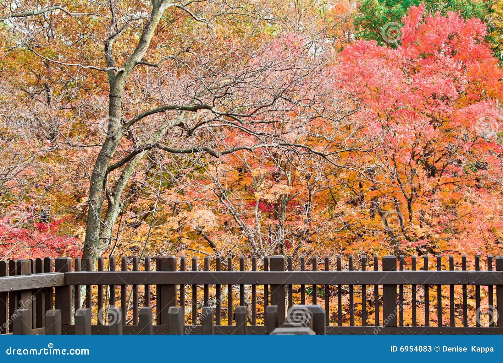 Fall Treetops stock image. Image of fall, branches, october - 6954083