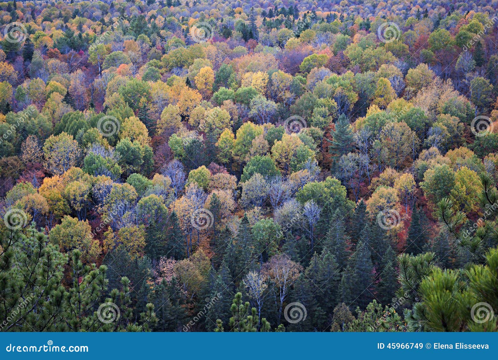 Fall treetops stock image. Image of scenery, landscape - 45966749