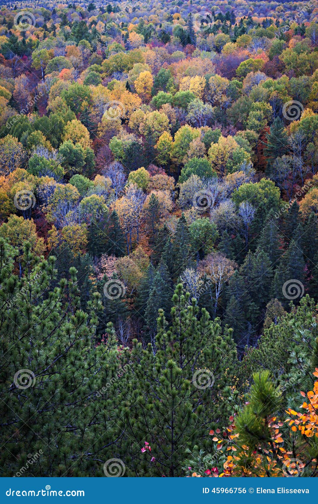 Fall treetops stock photo. Image of lookout, breathtaking - 45966756