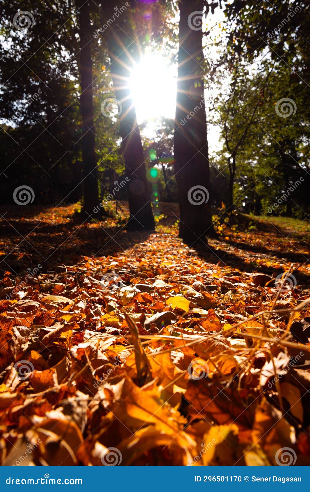Fall Vertical Background Photo. Fallen Brown Leaves on the Forest ...