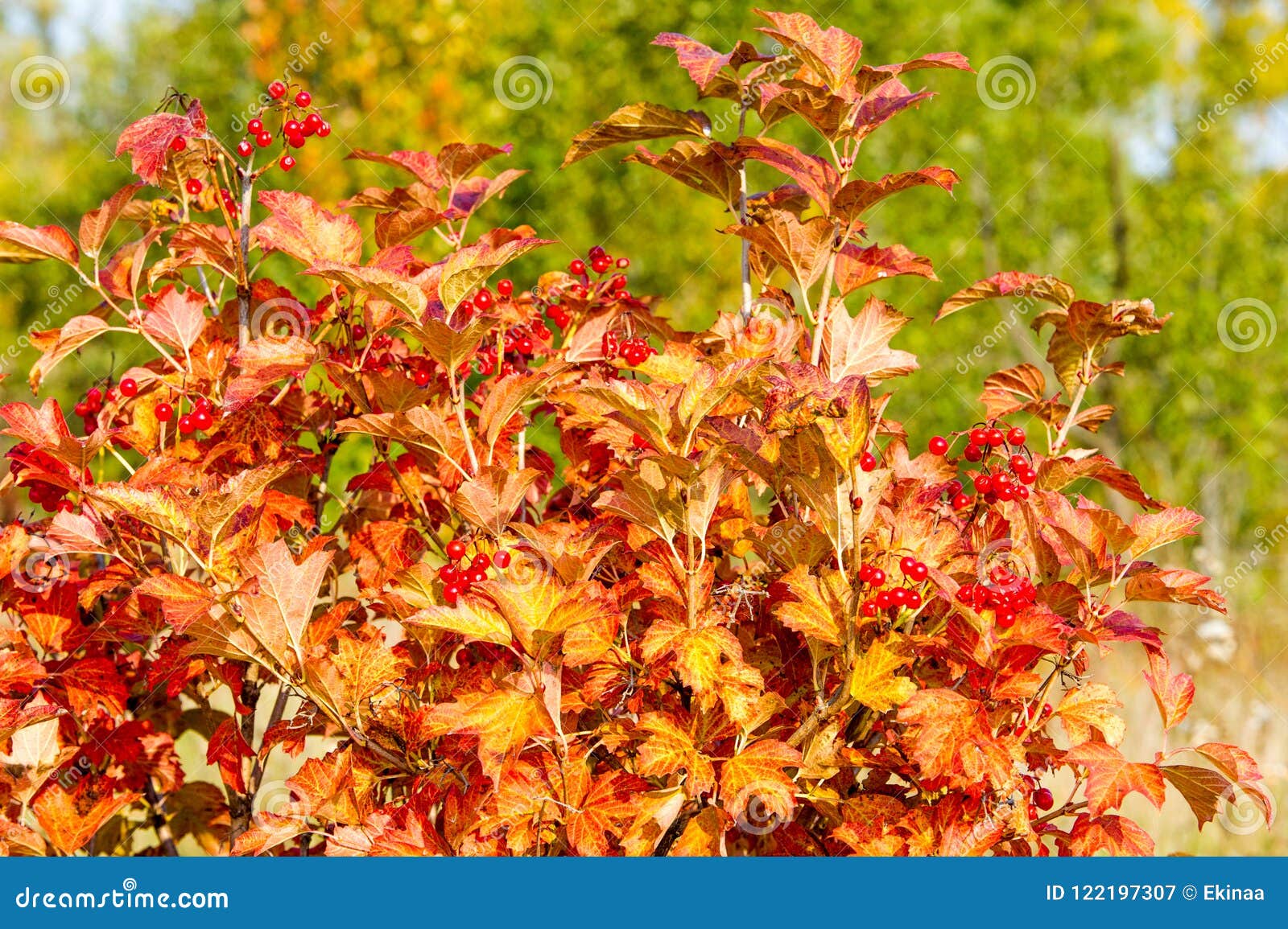Fall viburnum stock image. Image of berry, beauty, health - 122197307