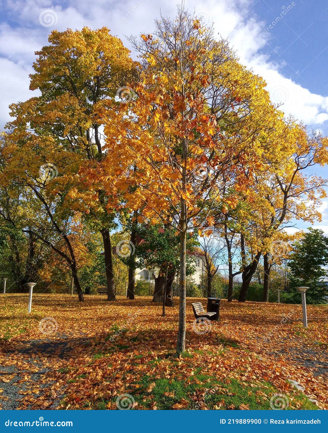 A fall view stock photo. Image of park, forest, maple - 219889900