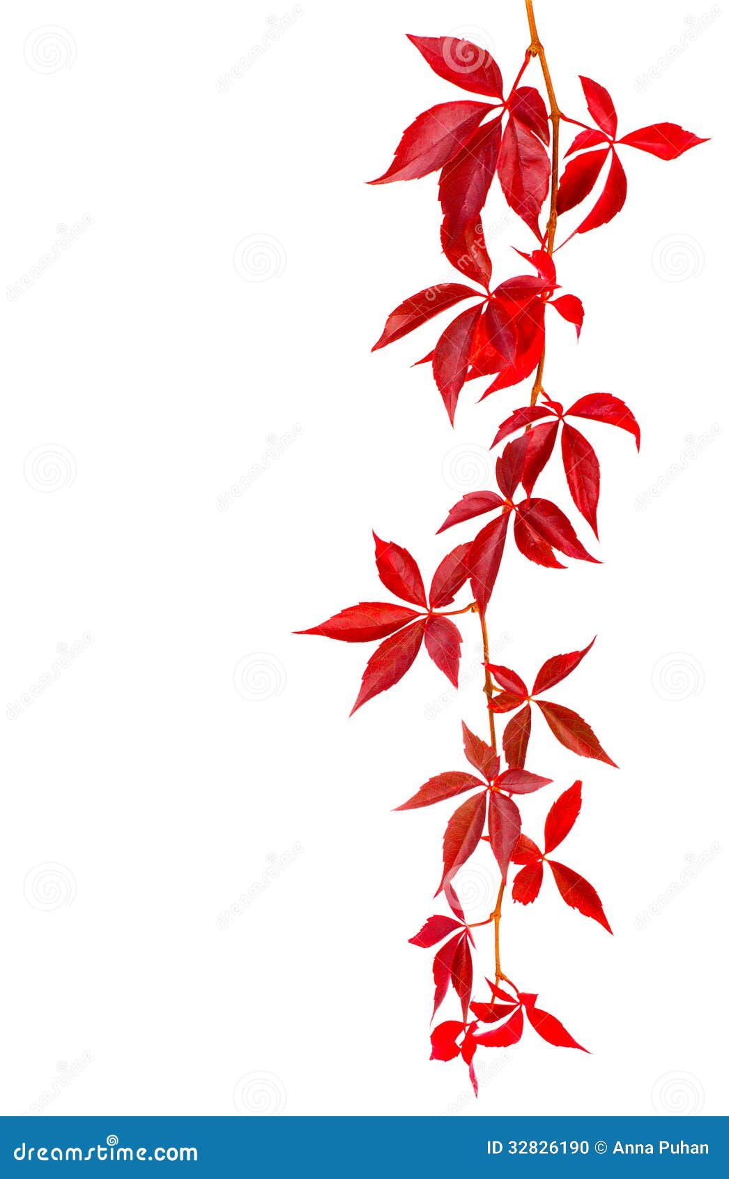 Fall vine branch stock photo. Image of leaves, decorative - 32826190