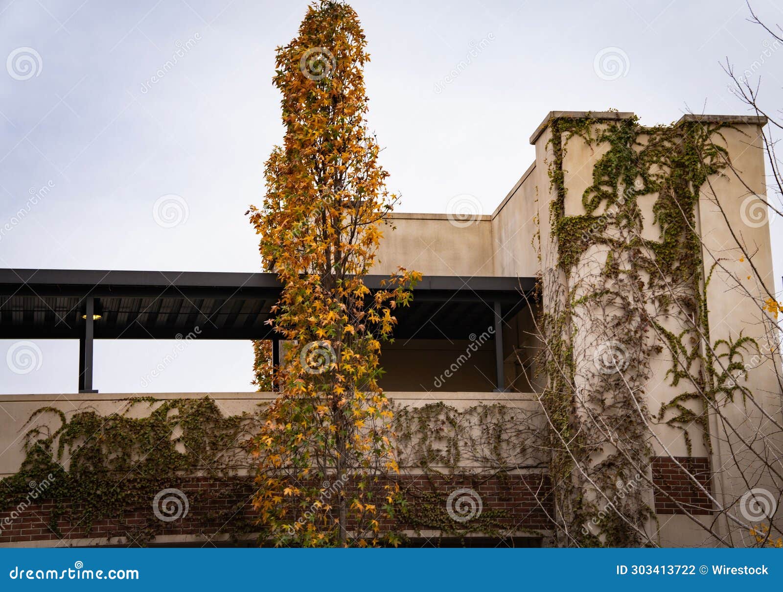 Fall Vines Growing Along the Concrete Structure. Stock Photo - Image of ...