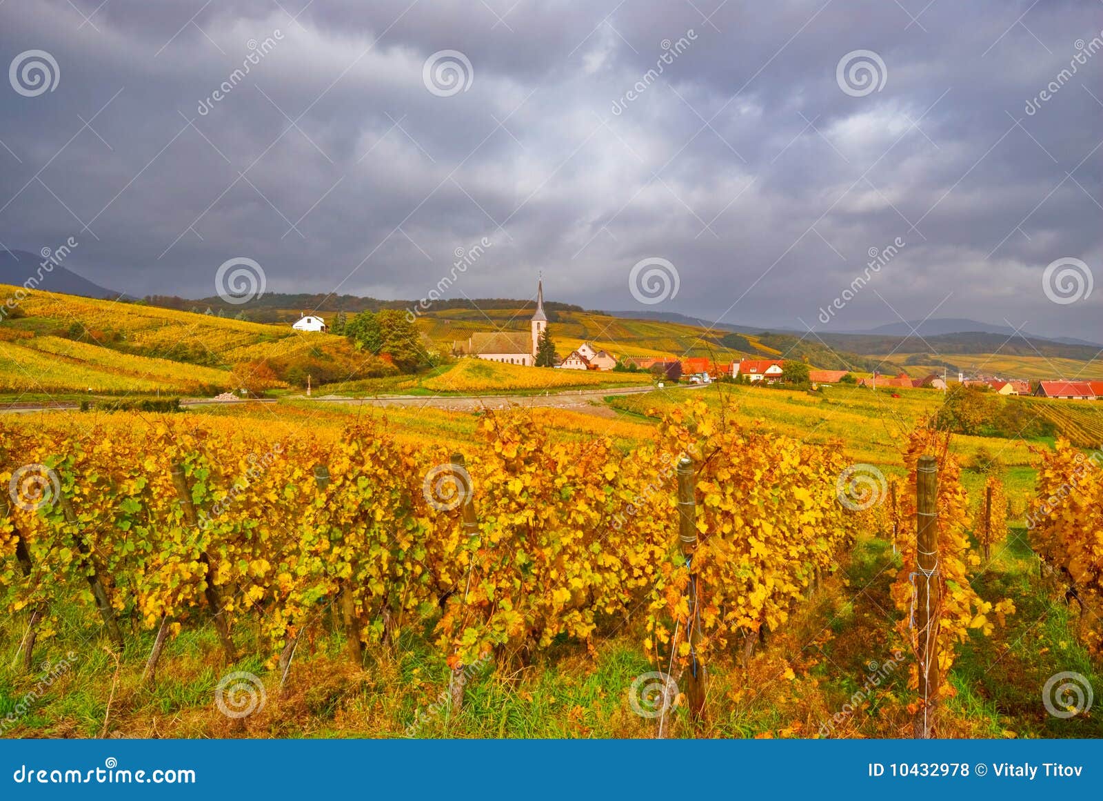 Fall Vineyard stock photo. Image of grass, bright, fall - 10432978