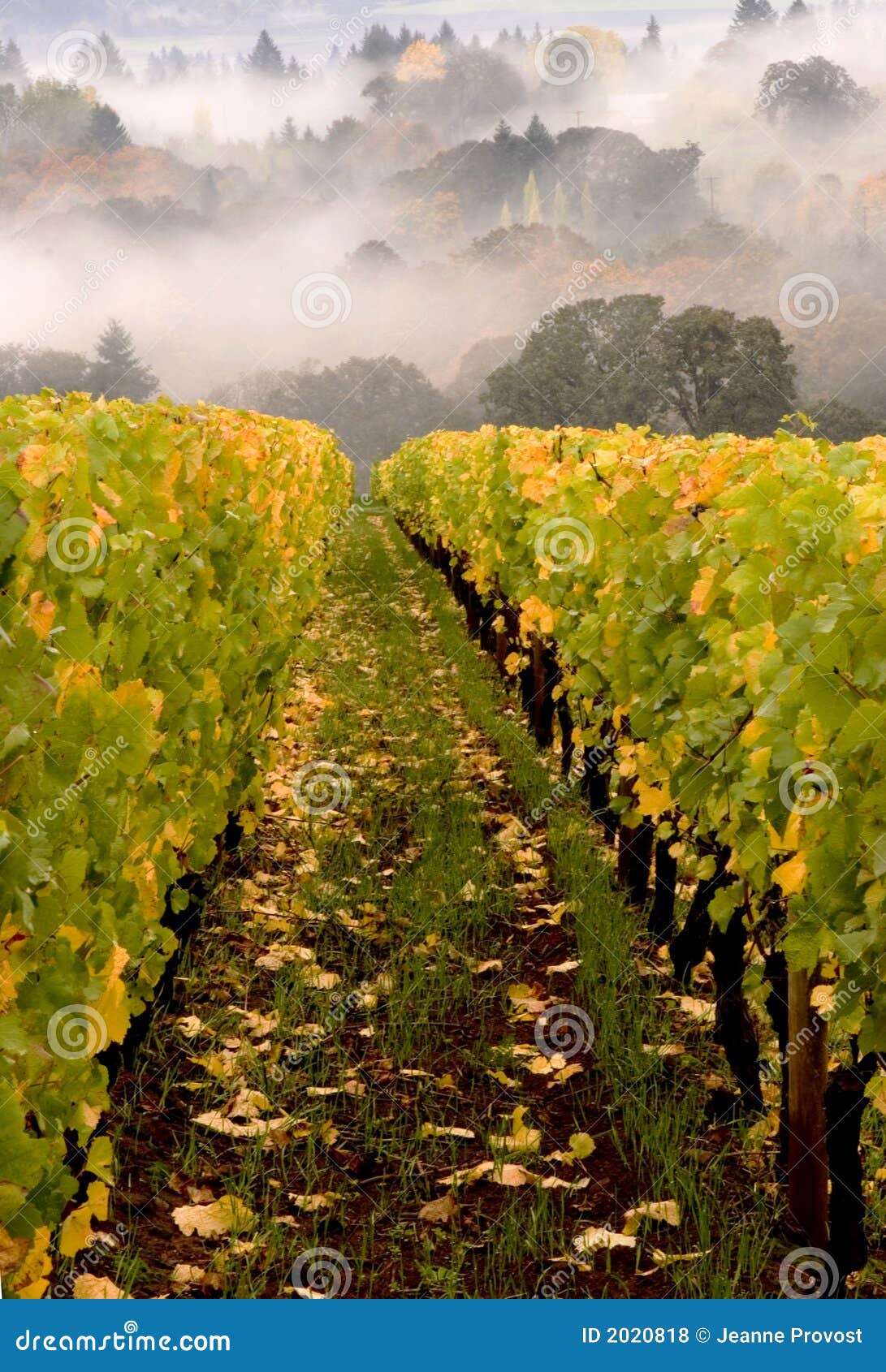 Fall Vineyard stock photo. Image of beauty, nature, seasonal - 2020818