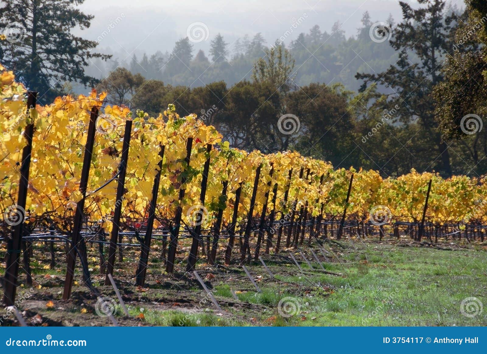 Fall Vineyard stock image. Image of golden, head, zinfandel - 3754117