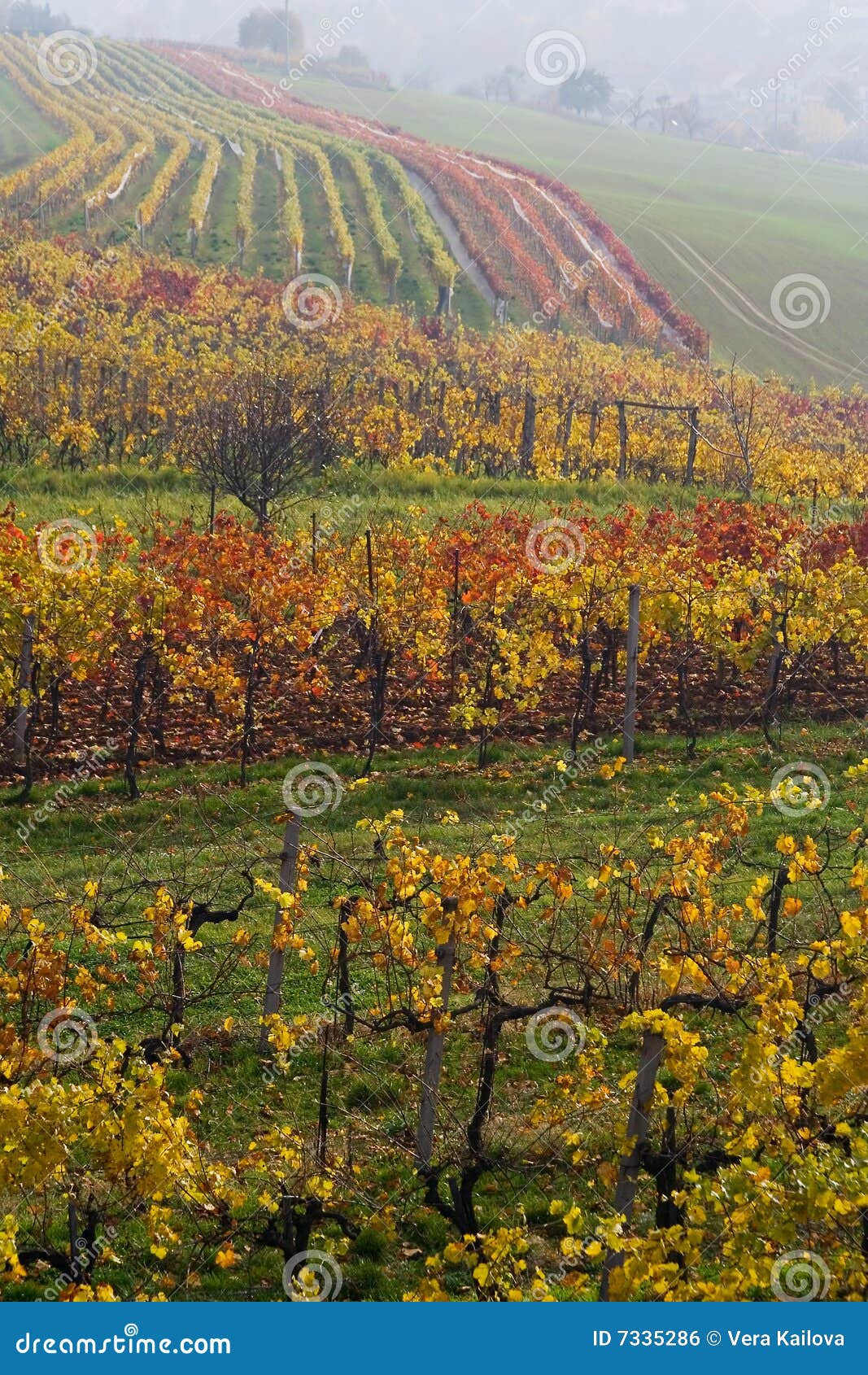 The fall vineyard stock photo. Image of tourism, coloured - 7335286