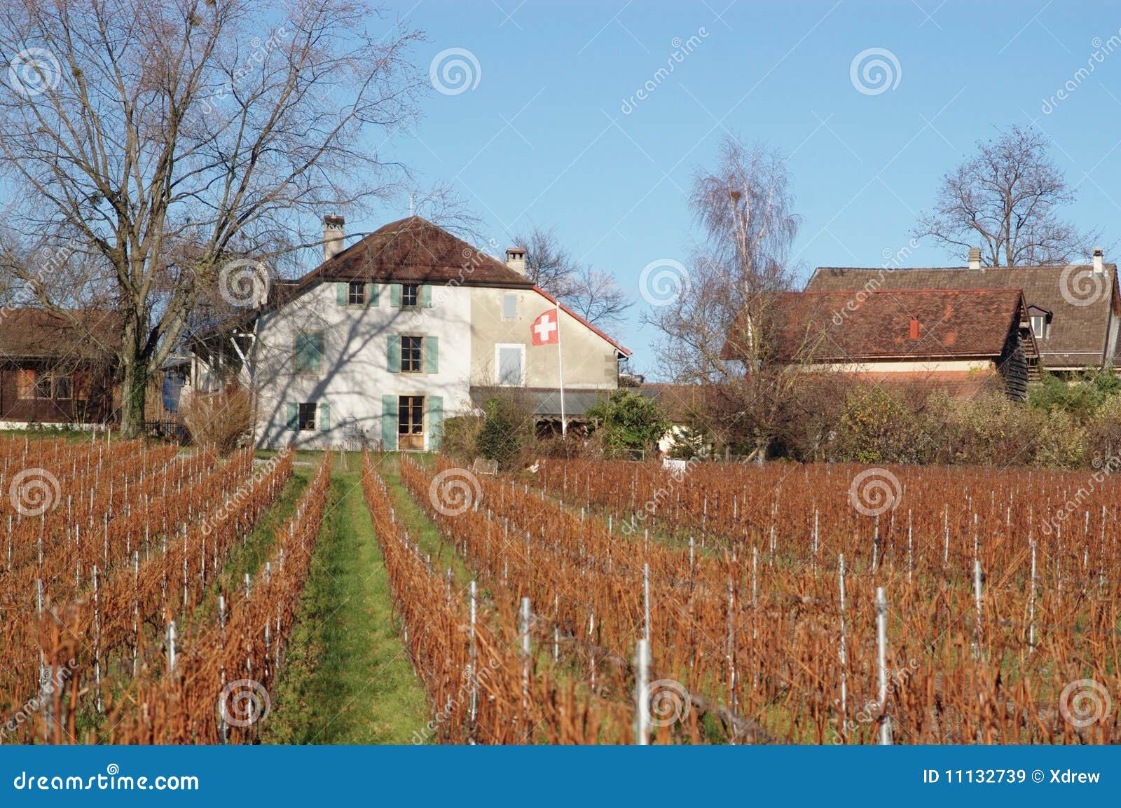 Fall vineyard landscape stock image. Image of outdoors - 11132739