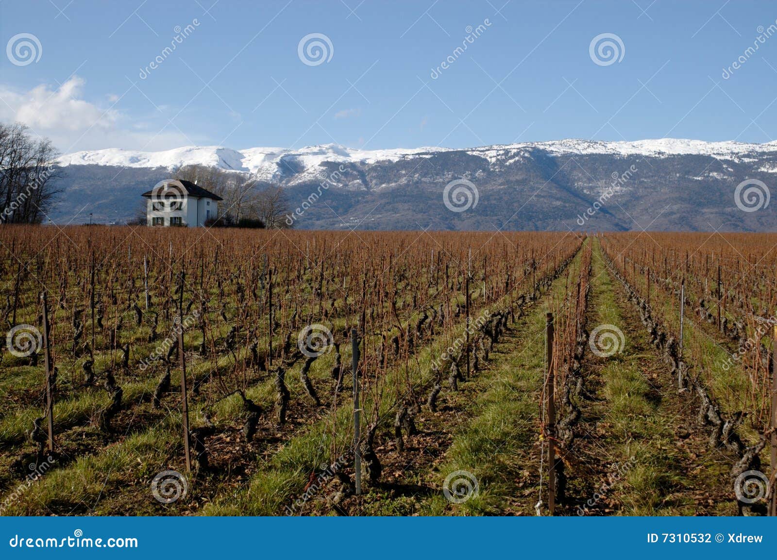 Fall vineyard landscape stock photo. Image of color, nature - 7310532