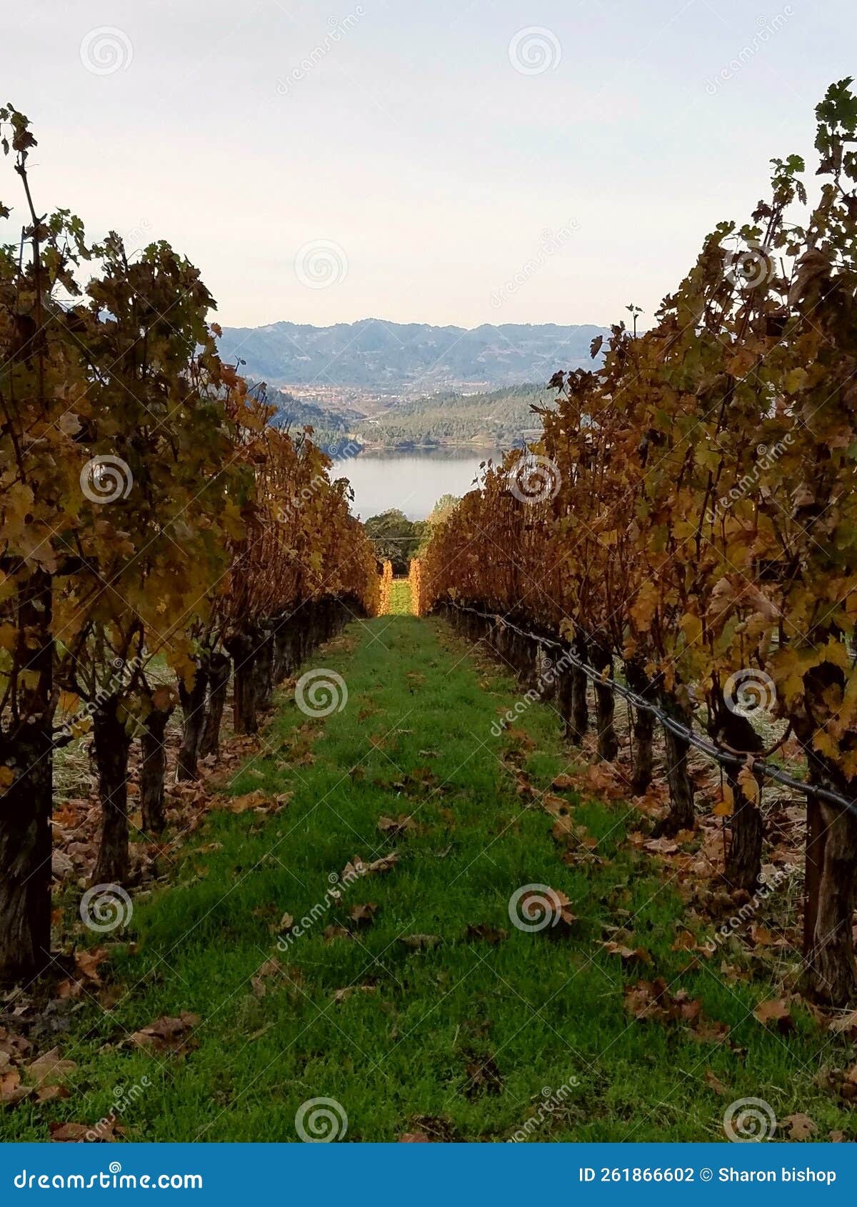 Fall in the vineyards stock photo. Image of soil, plantation - 261866602
