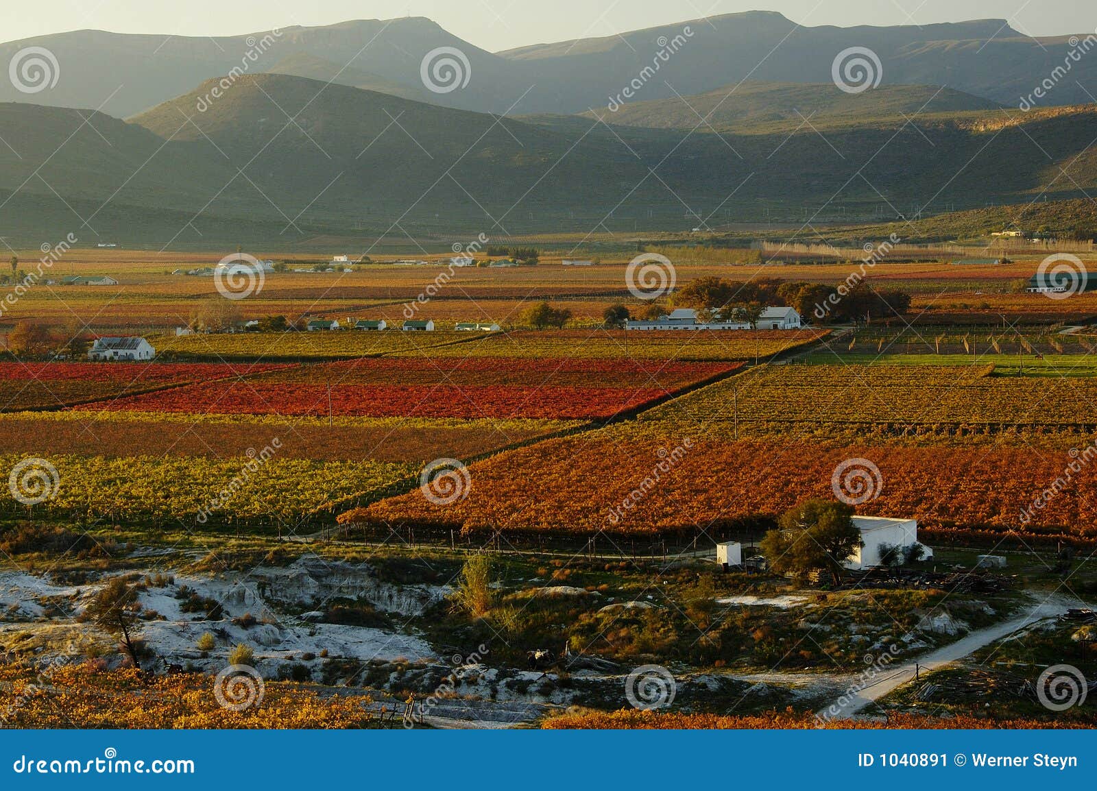 Fall Vineyards22 stock image. Image of fall, vineyard - 1040891