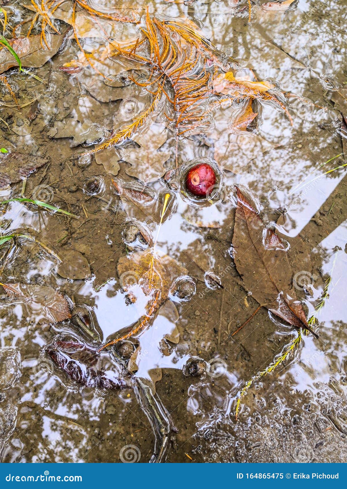 Fall Vision, Brown Fallen into a Puddle Filled with Dead Leaves Stock ...